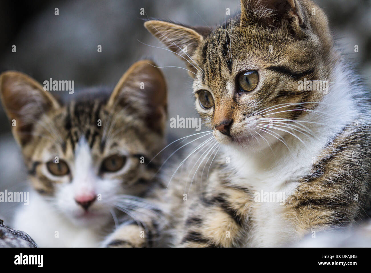 Lovely little baby cats playing Stock Photo - Alamy