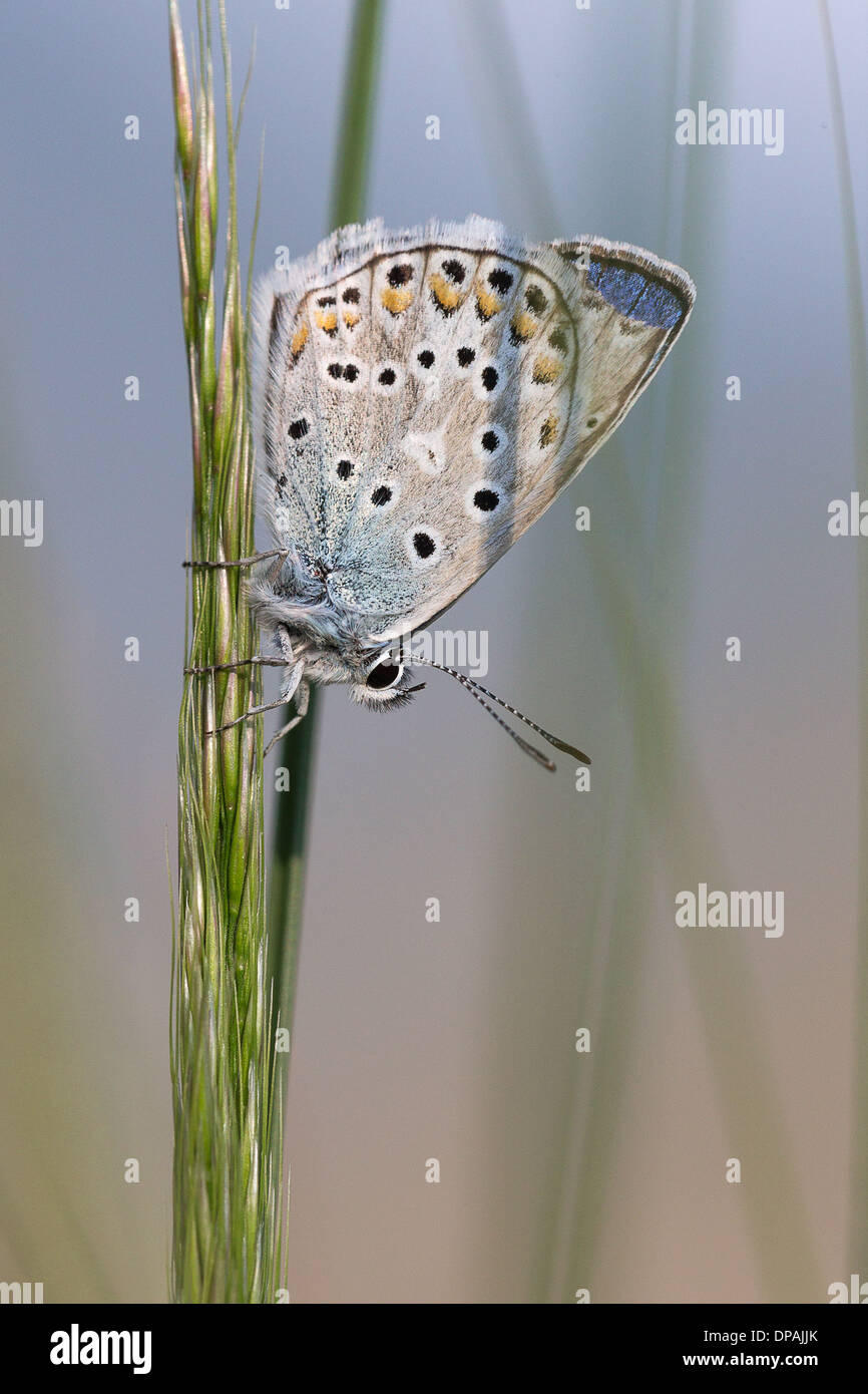 A male Escher's Blue butterfly (Polyommatus escheri) basking in early ...