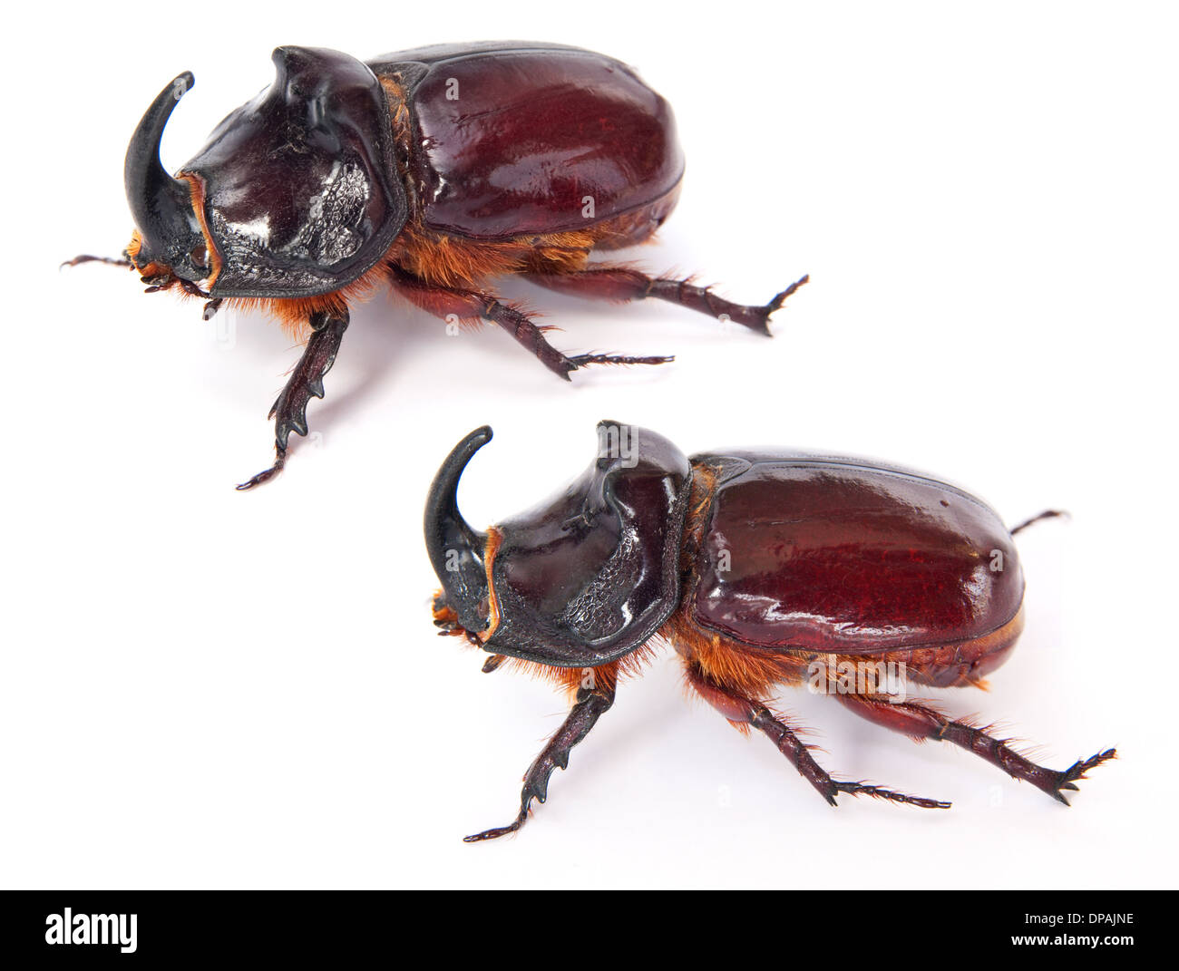 Beetle foot hi-res stock photography and images - Alamy