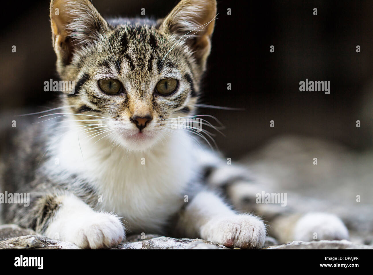 Lovely little baby cats playing Stock Photo - Alamy
