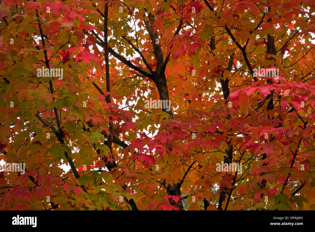 WASHINGTON - Fall color at Day Street Park in Seattle Stock Photo - Alamy