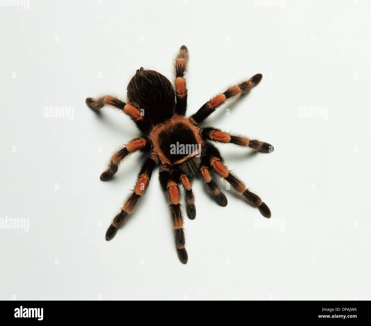 Mexican red kneed tarantula hi-res stock photography and images - Alamy