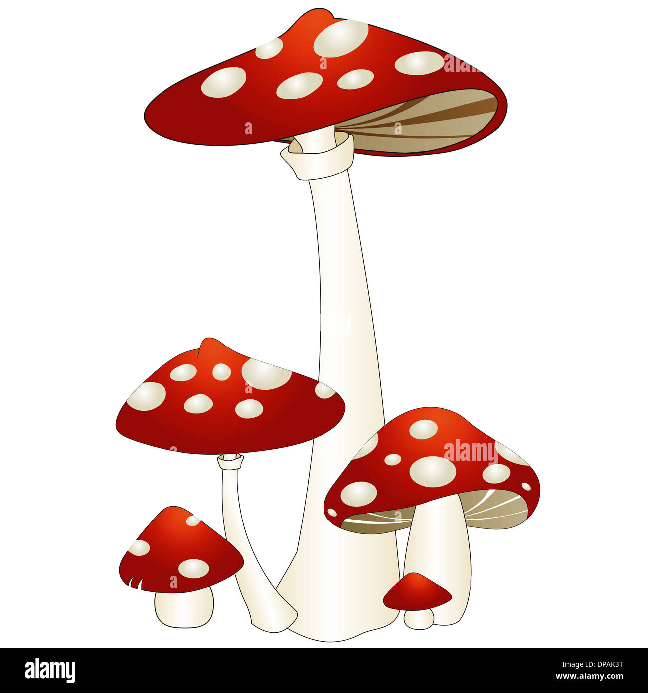 Red Mushrooms isolated on white background. Illustration Stock Photo ...