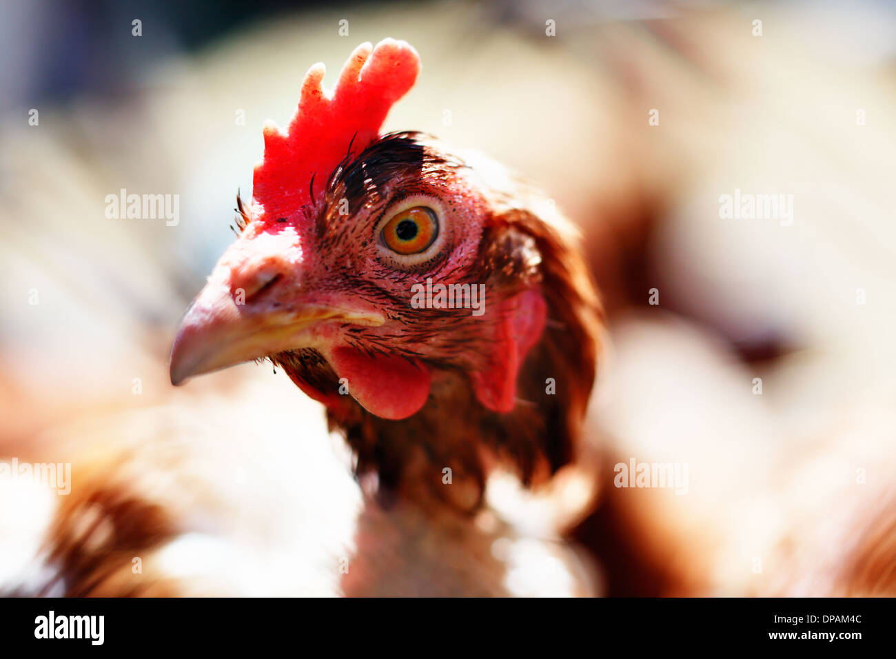 A close-up picture of a colorful eye of a laying hen Stock Photo - Alamy