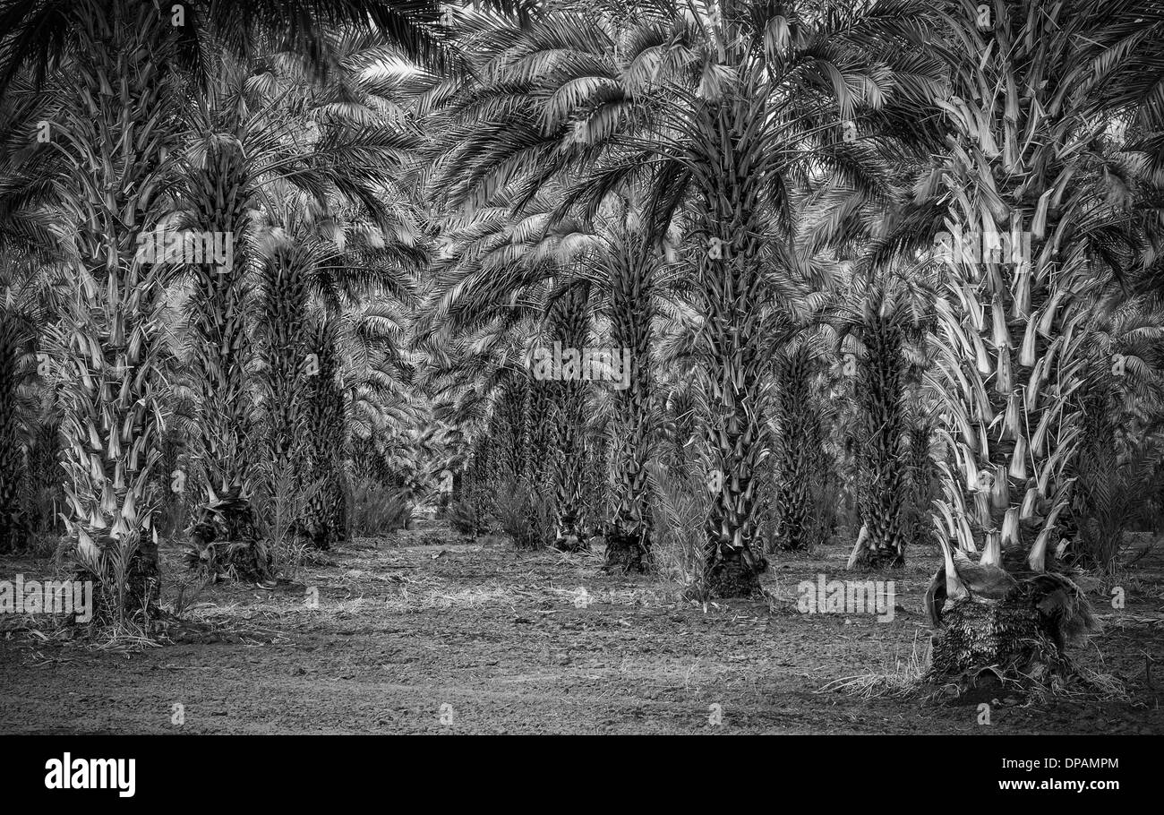Date Palm Grove Stock Photo - Alamy
