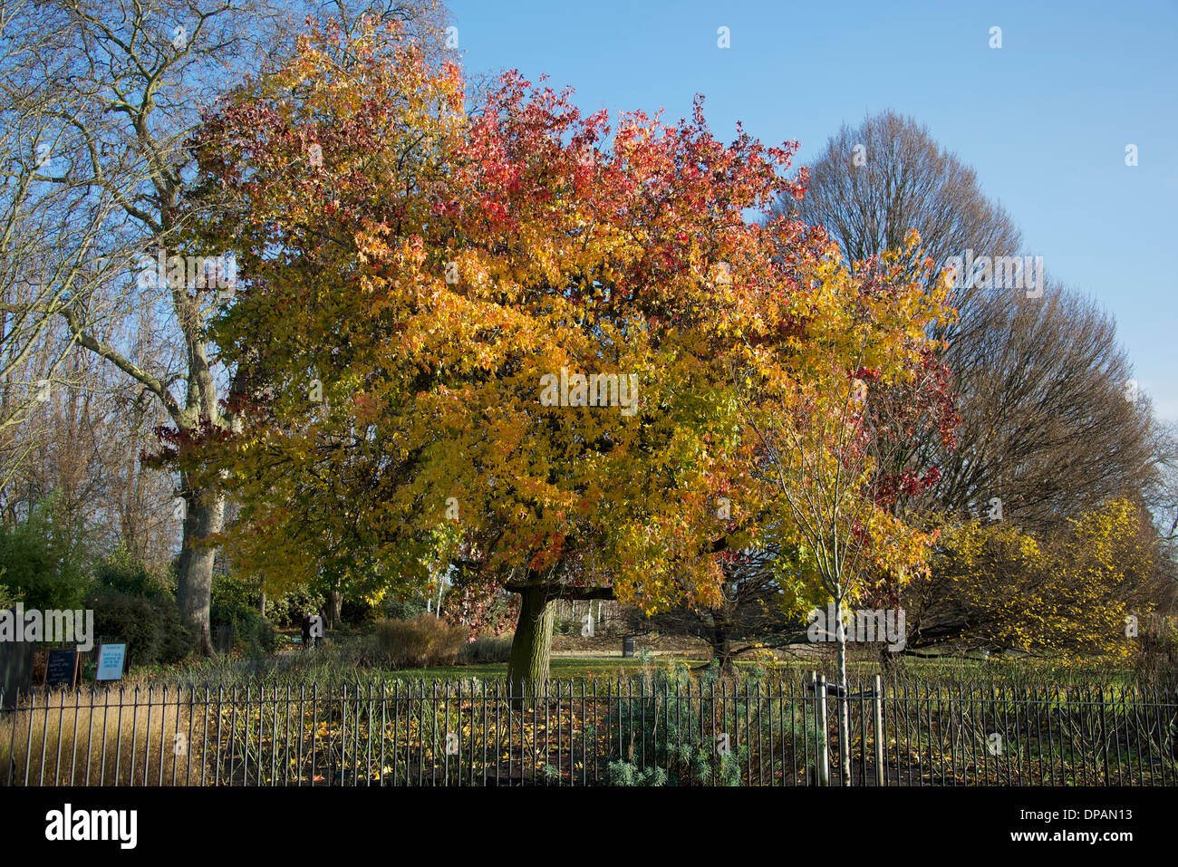 Tree in autumn colours Regents Park London England UK Stock Photo - Alamy