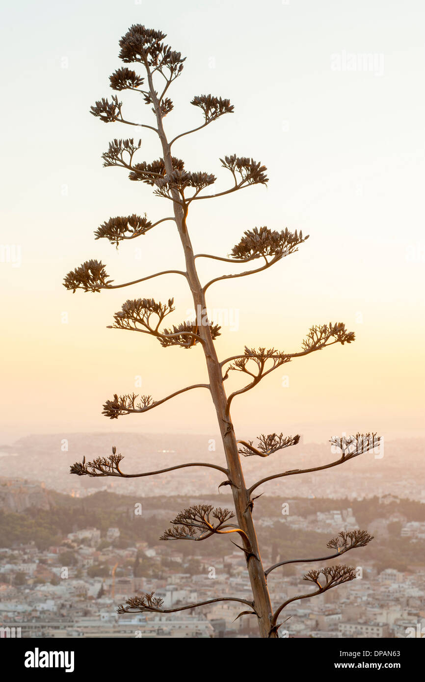 Tree branch seen against the city of Athens, the capital of Greece ...