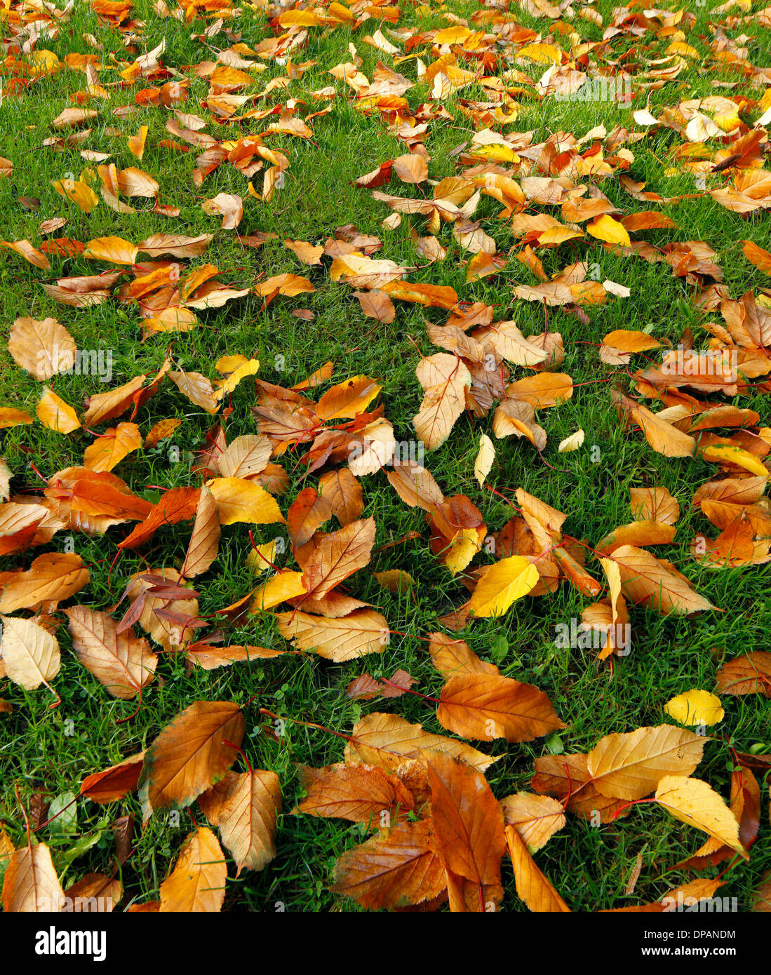 Green grass full of fallen leaves hi-res stock photography and images ...
