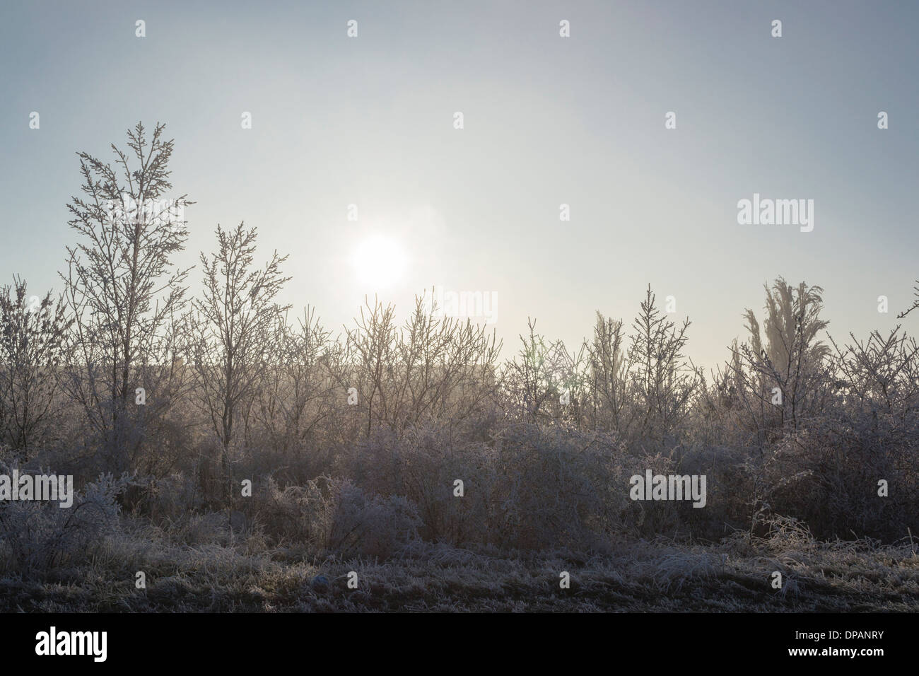 Snow covered vegetation at sunrise Stock Photo - Alamy