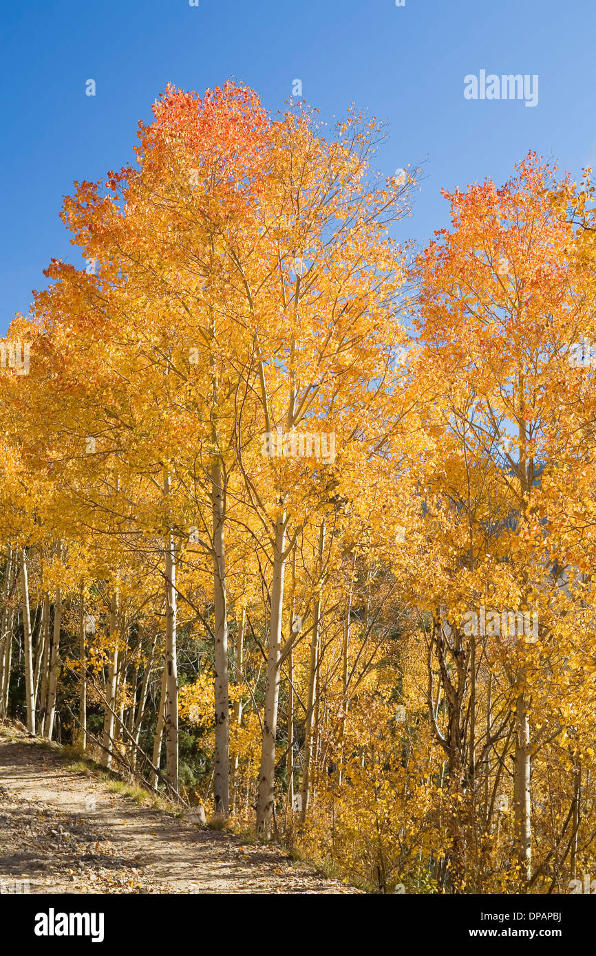 Aspen trees showing fall colors, Aspen Vista Trail, Santa Fe National ...
