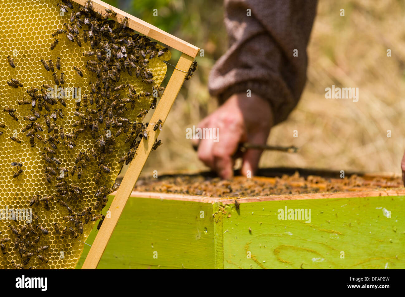 Beekeeper working on beehive Stock Photo - Alamy