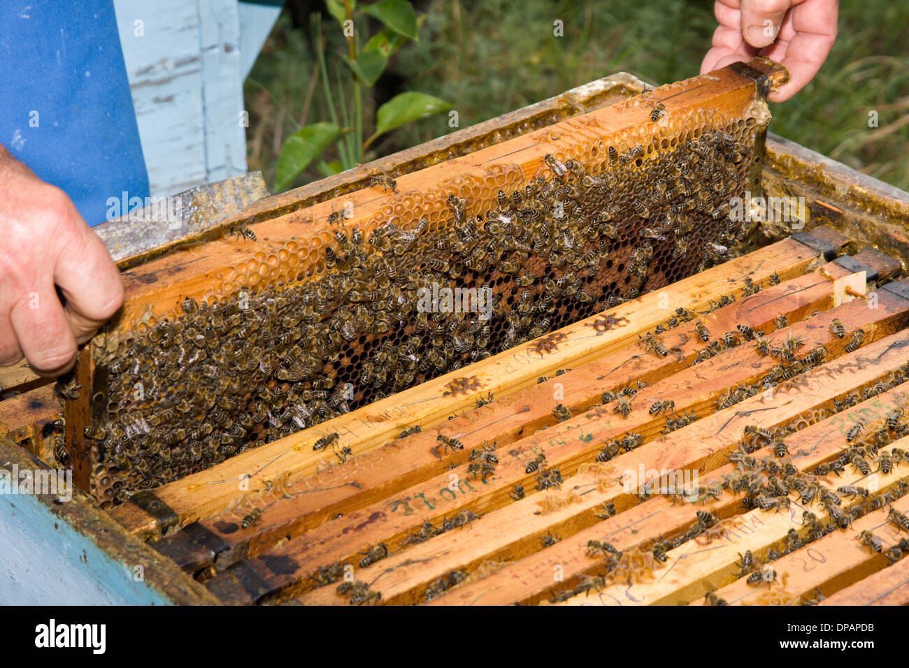 Beekeeper working on beehive Stock Photo - Alamy