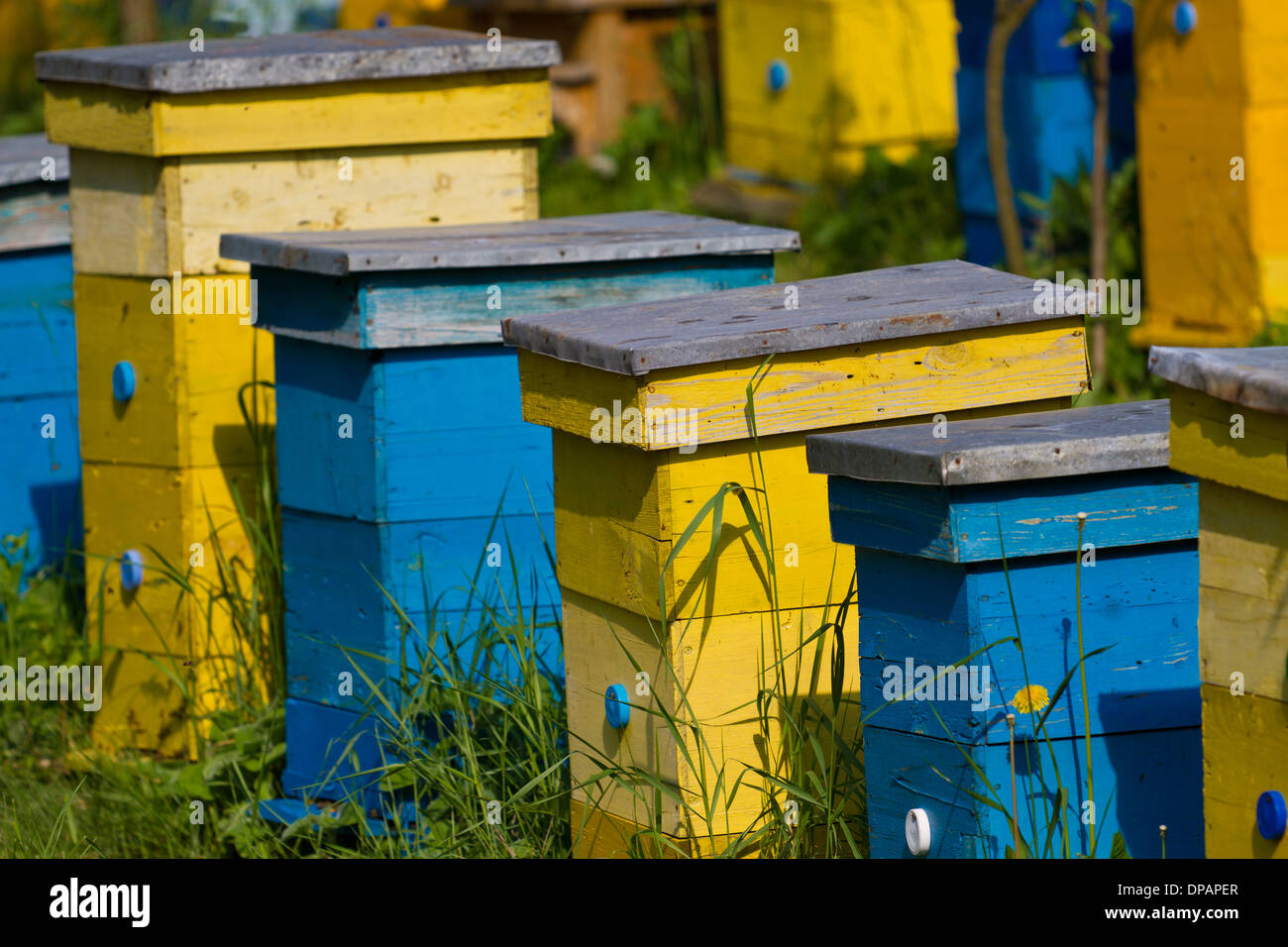 Beekeeper working on beehive Stock Photo - Alamy