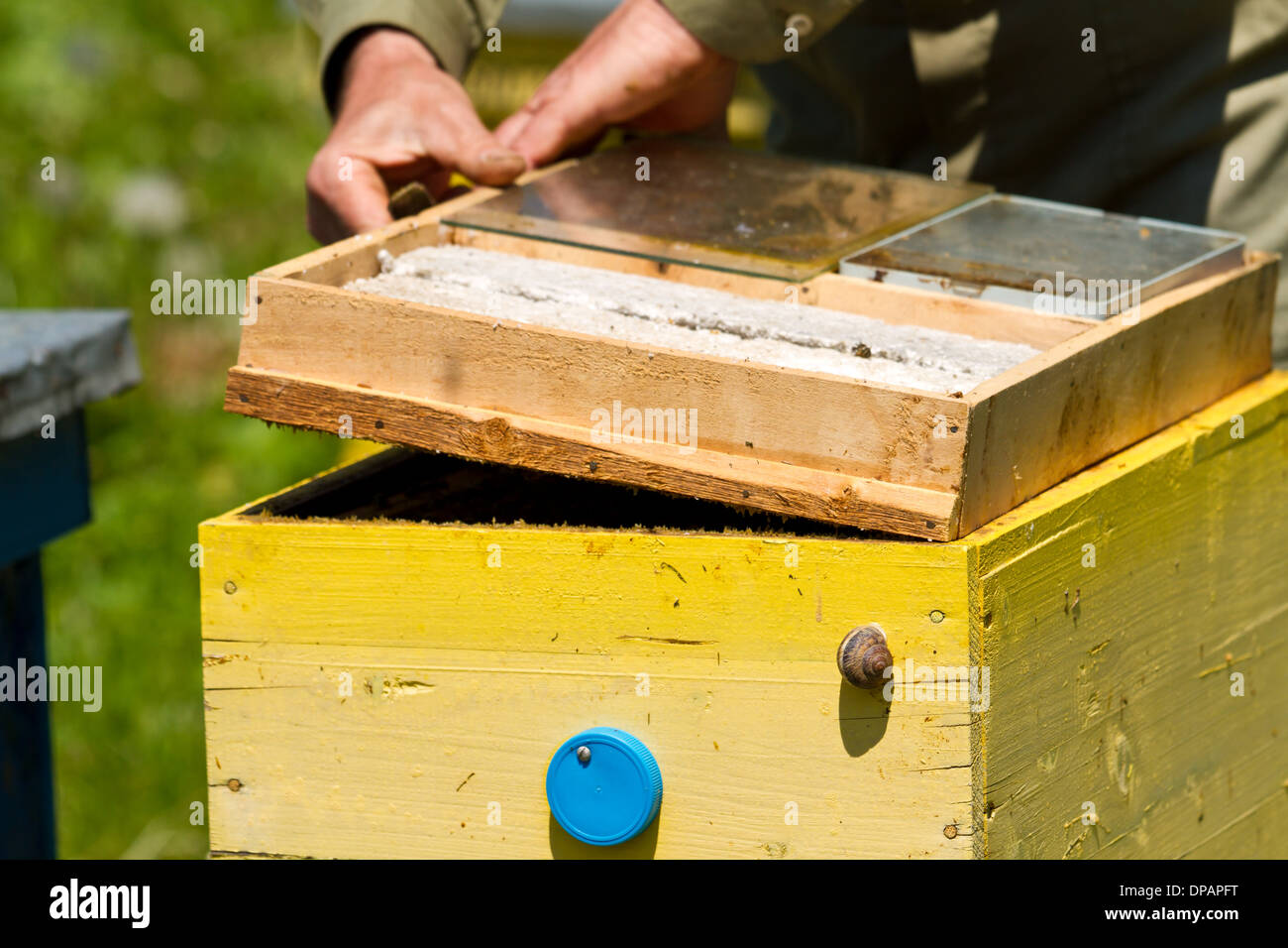 Beekeeper working on beehive Stock Photo - Alamy