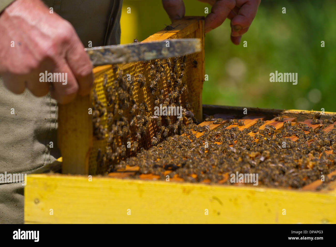 Honeycomb with bees and honey Stock Photo - Alamy