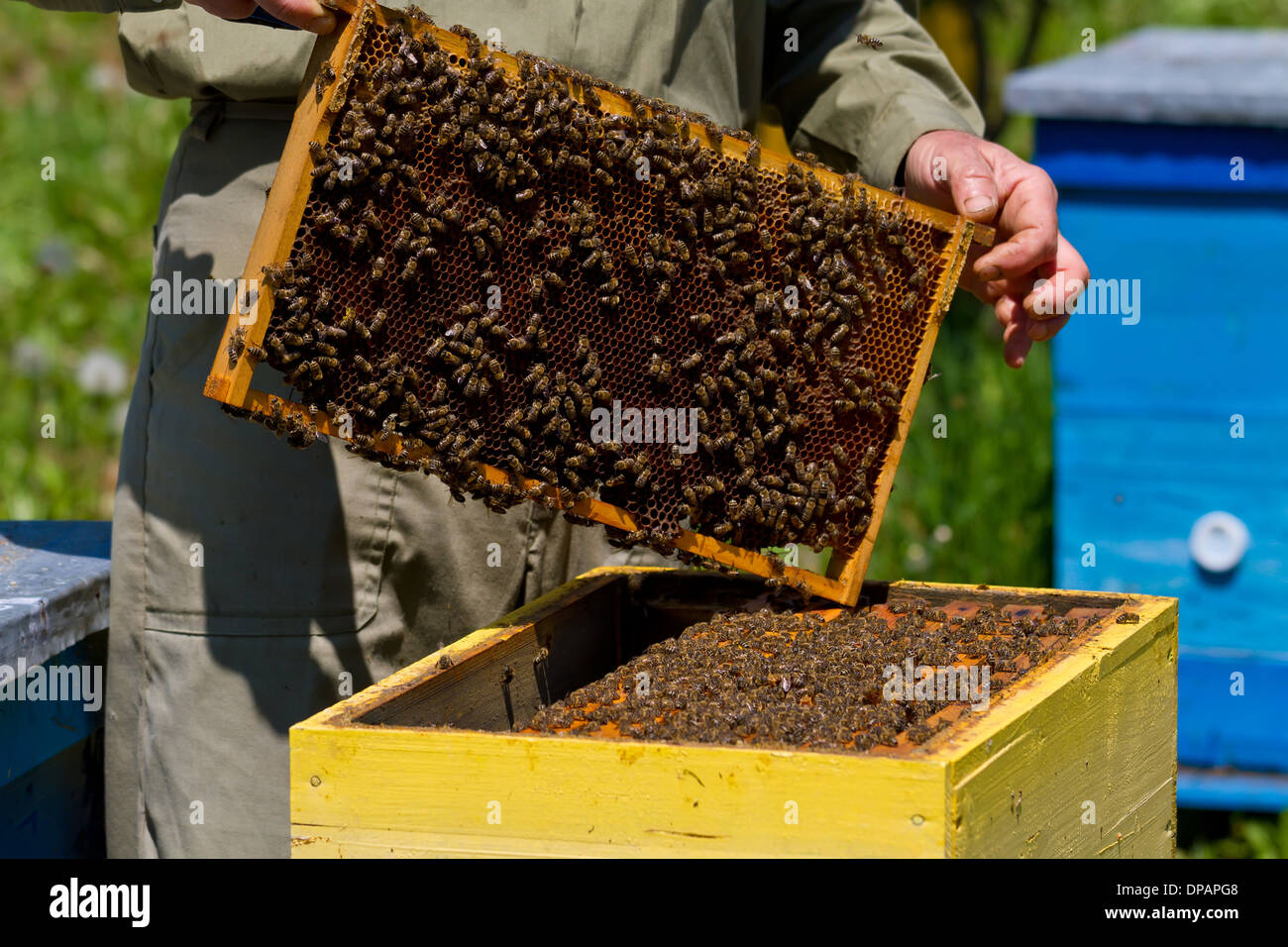 Honeycomb with bees and honey Stock Photo - Alamy