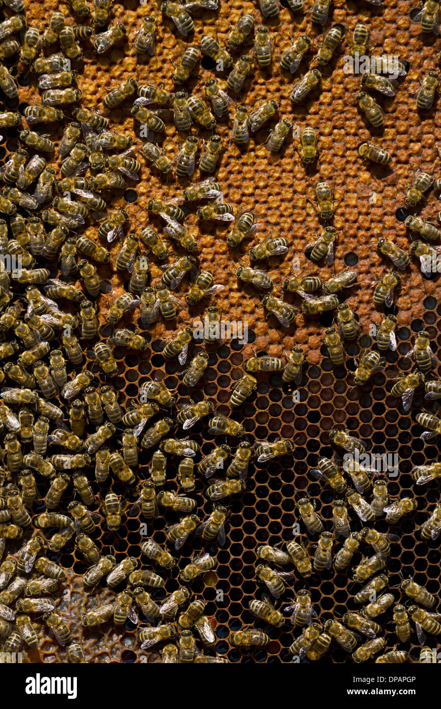 Honeycomb with bees and honey Stock Photo - Alamy