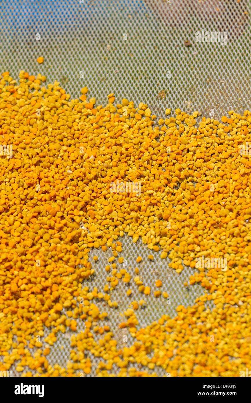 Fresh yellow pollen from beehive Stock Photo - Alamy