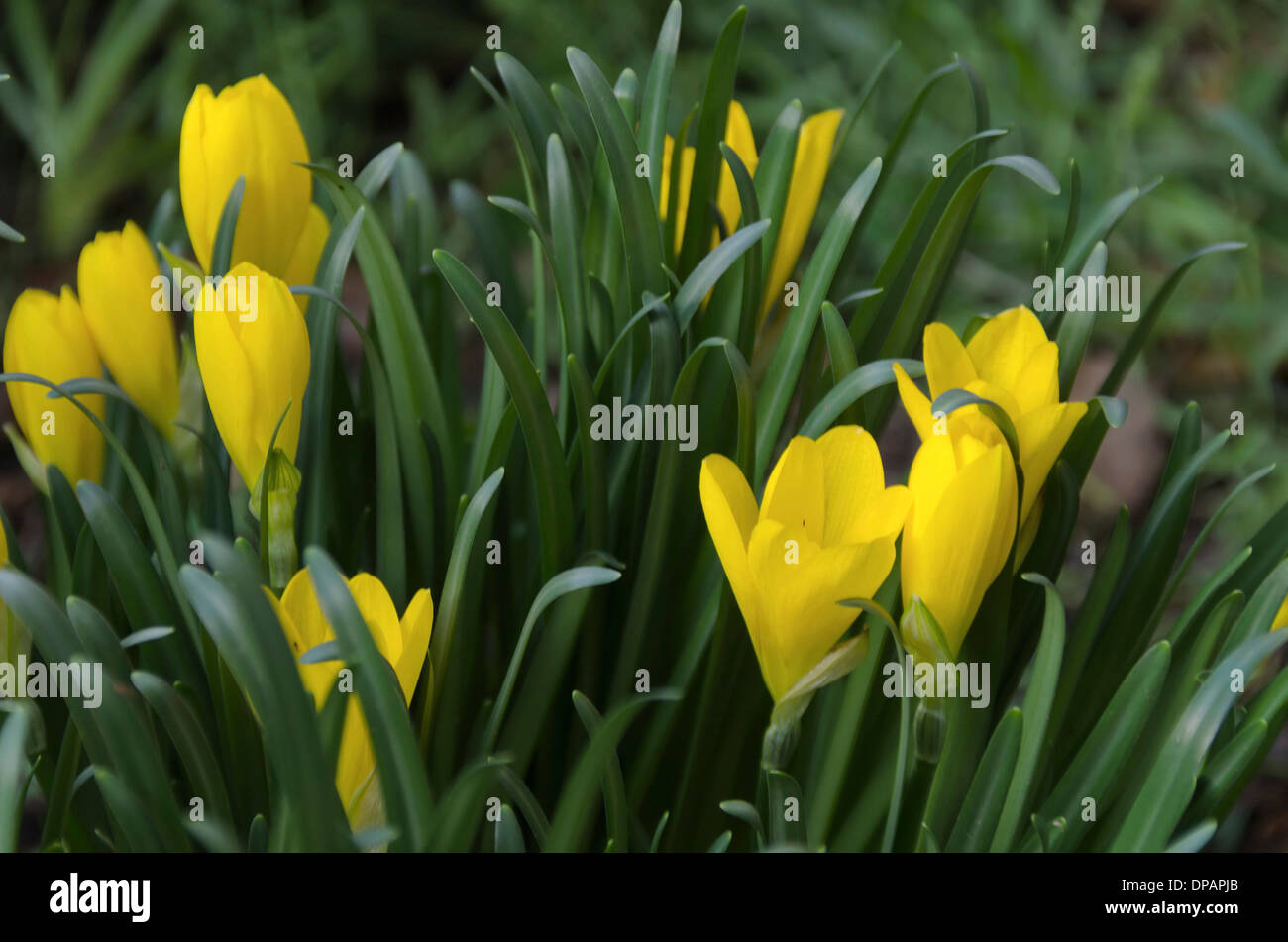 Yellow autumn crocus hi-res stock photography and images - Alamy