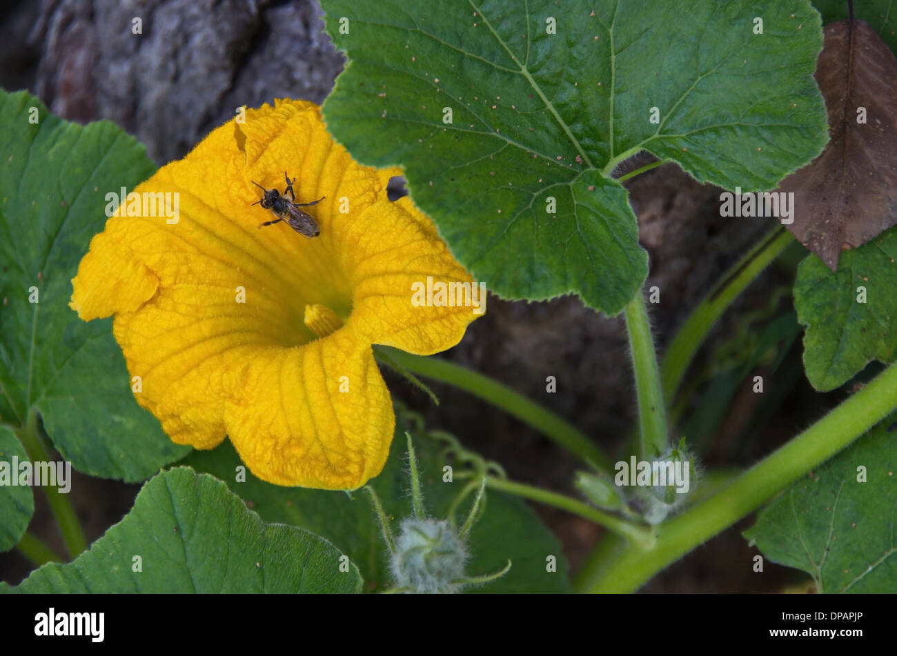 Pumpkin spring hi-res stock photography and images - Alamy