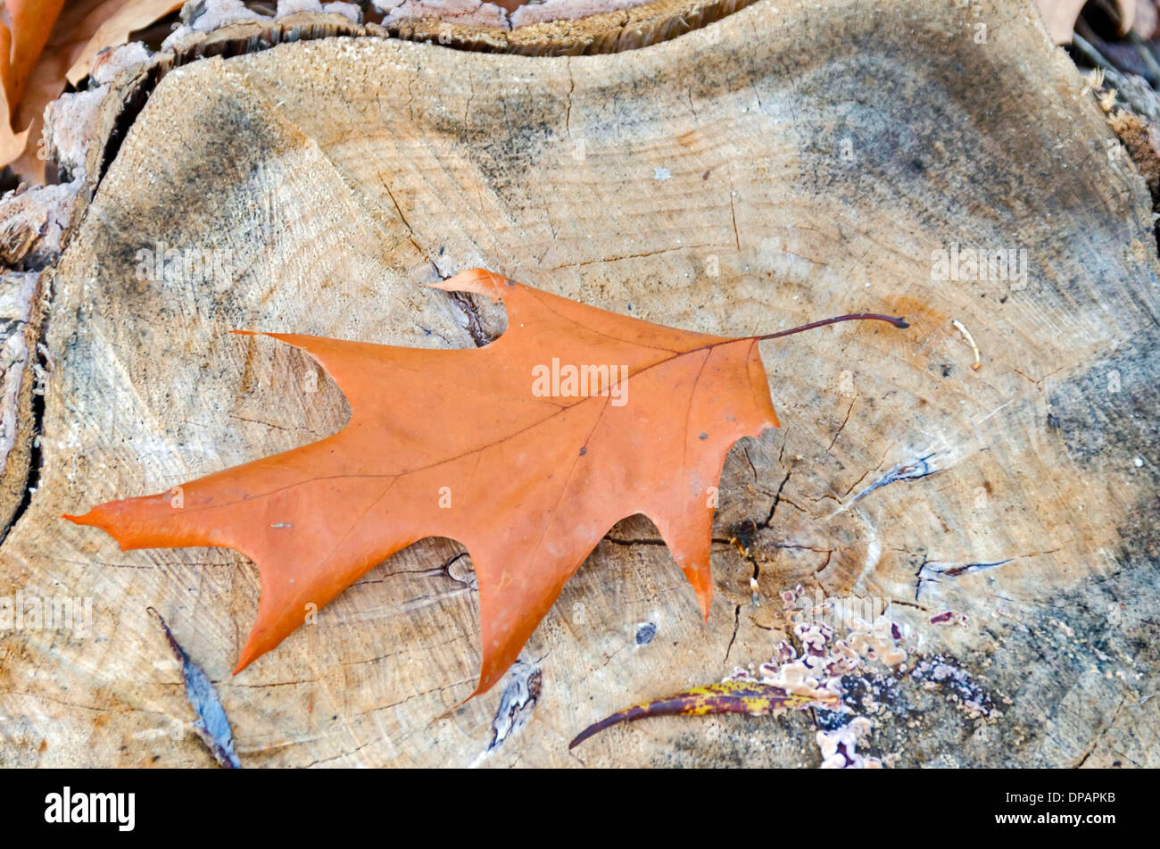 Leaf of oak tree on the stump with yearly circle Stock Photo - Alamy
