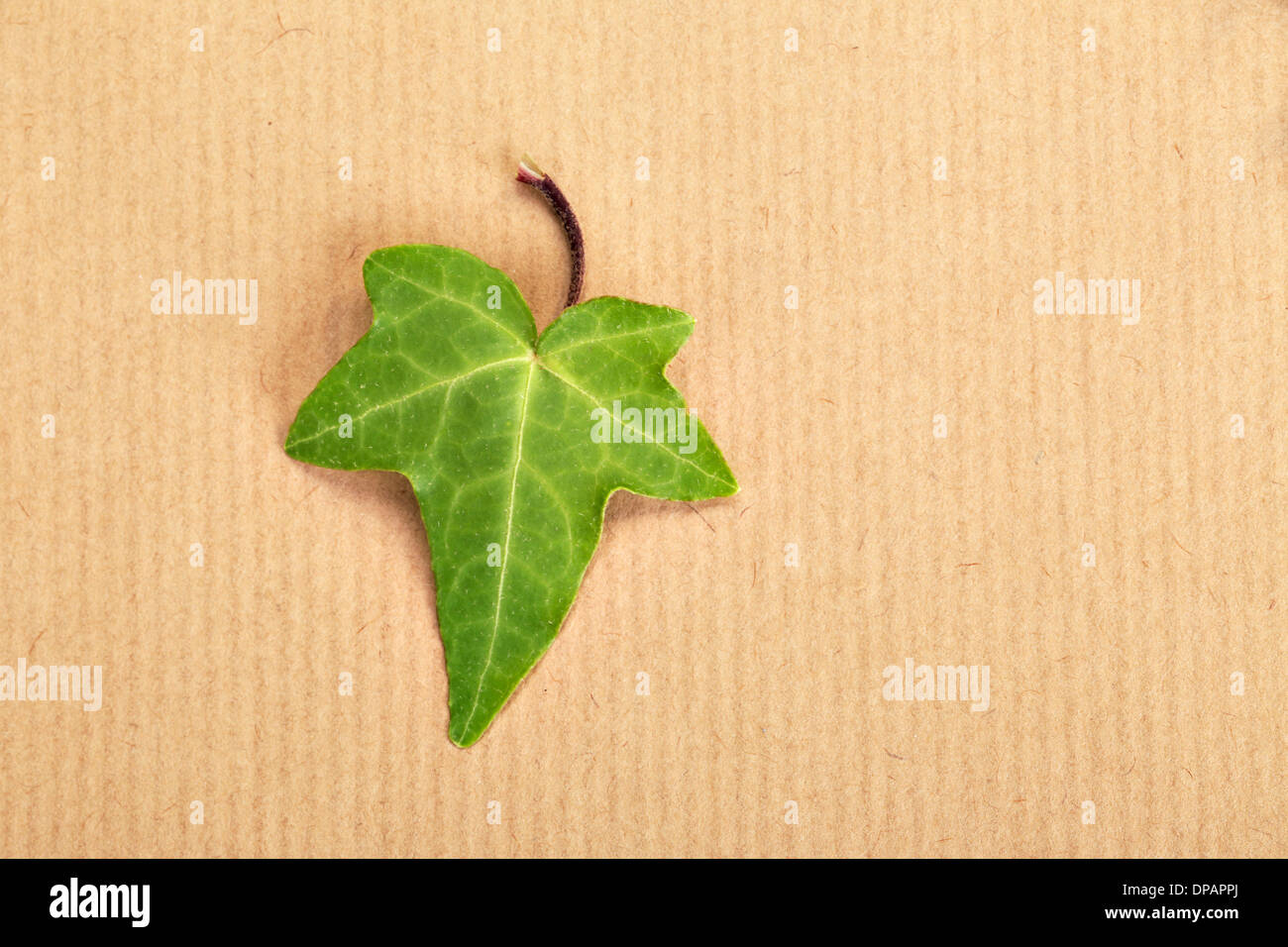 Decorative ivy leaf on a background of a wrapping paper Stock Photo - Alamy