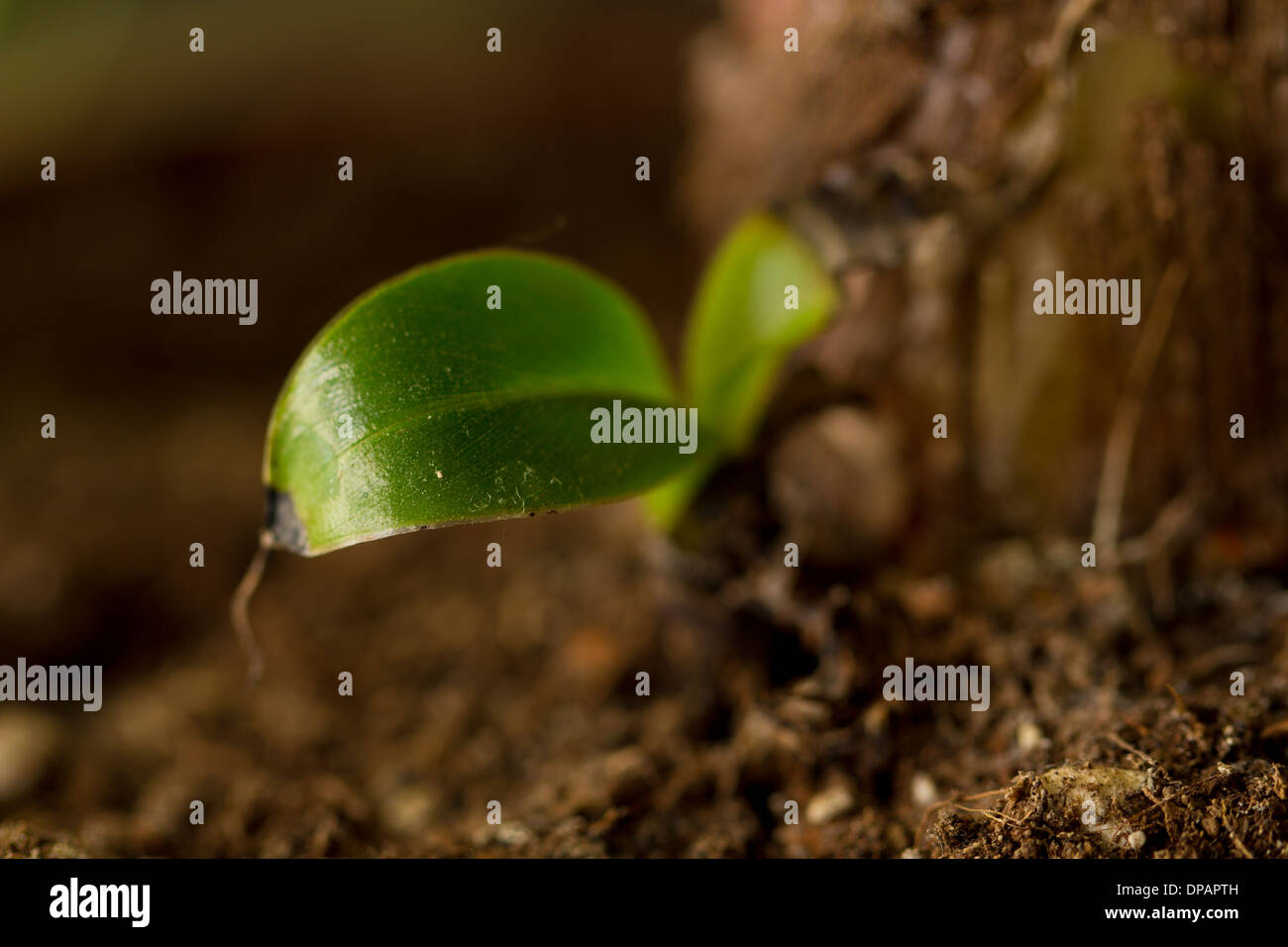 Small growing plant rise from the earth Stock Photo - Alamy