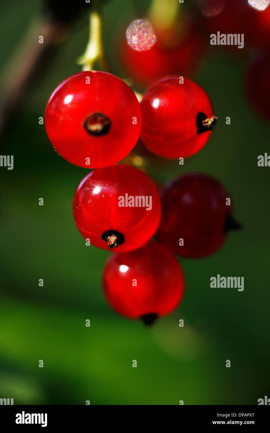 A close-up picture of a juicy red currants on a green background Stock ...