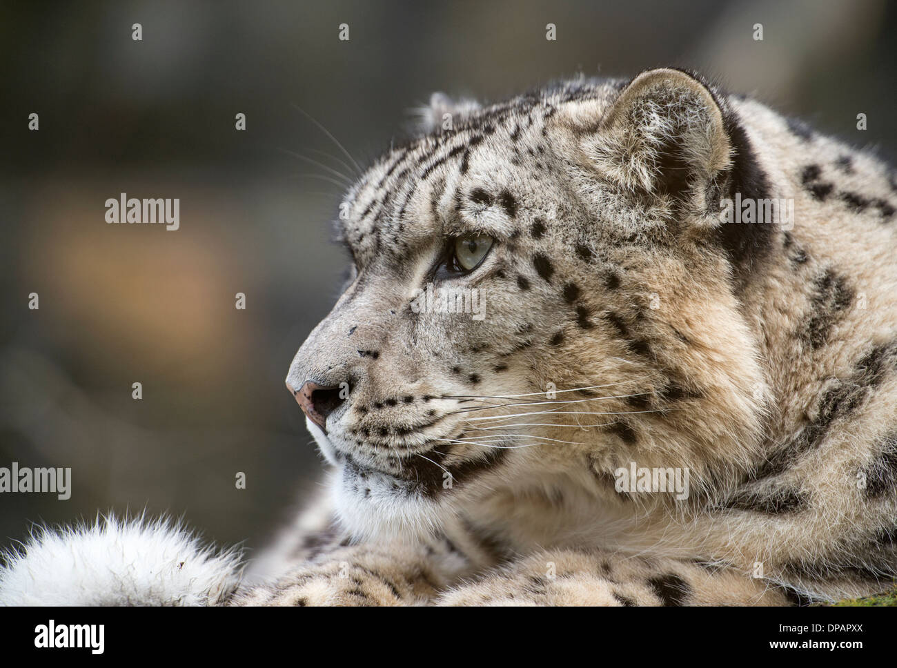 Male snow leopard (profile Stock Photo - Alamy