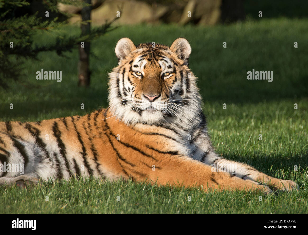 Male Amur tiger looking relaxed and staring at camera Stock Photo - Alamy
