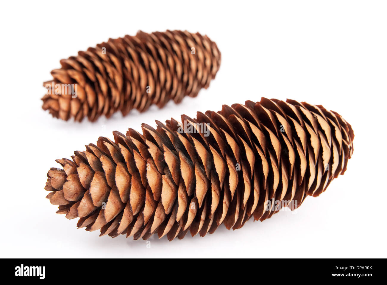 Brown cone isolated on white Stock Photo - Alamy
