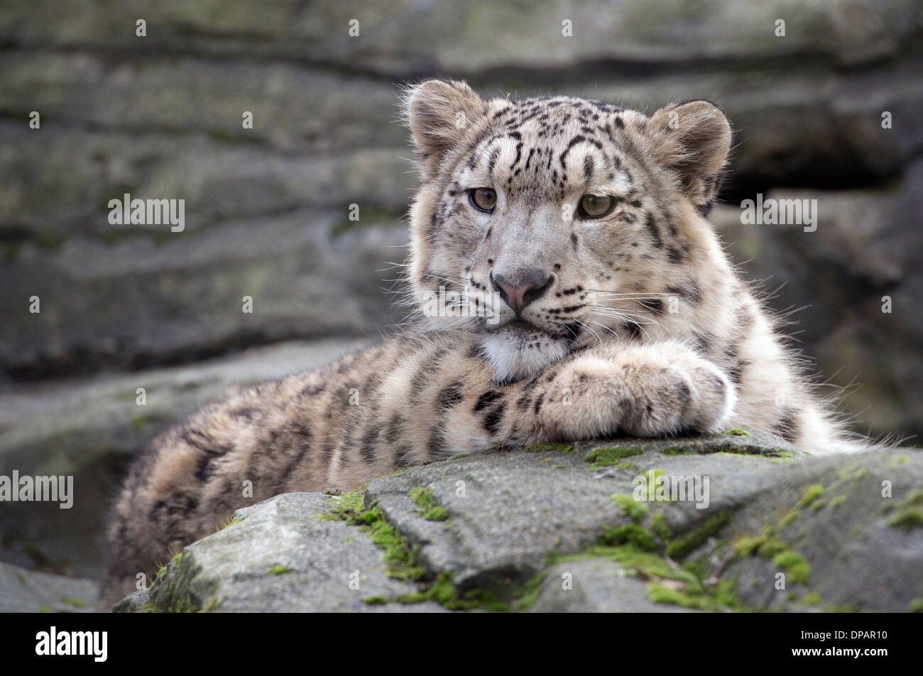 Male snow leopard cub Stock Photo - Alamy