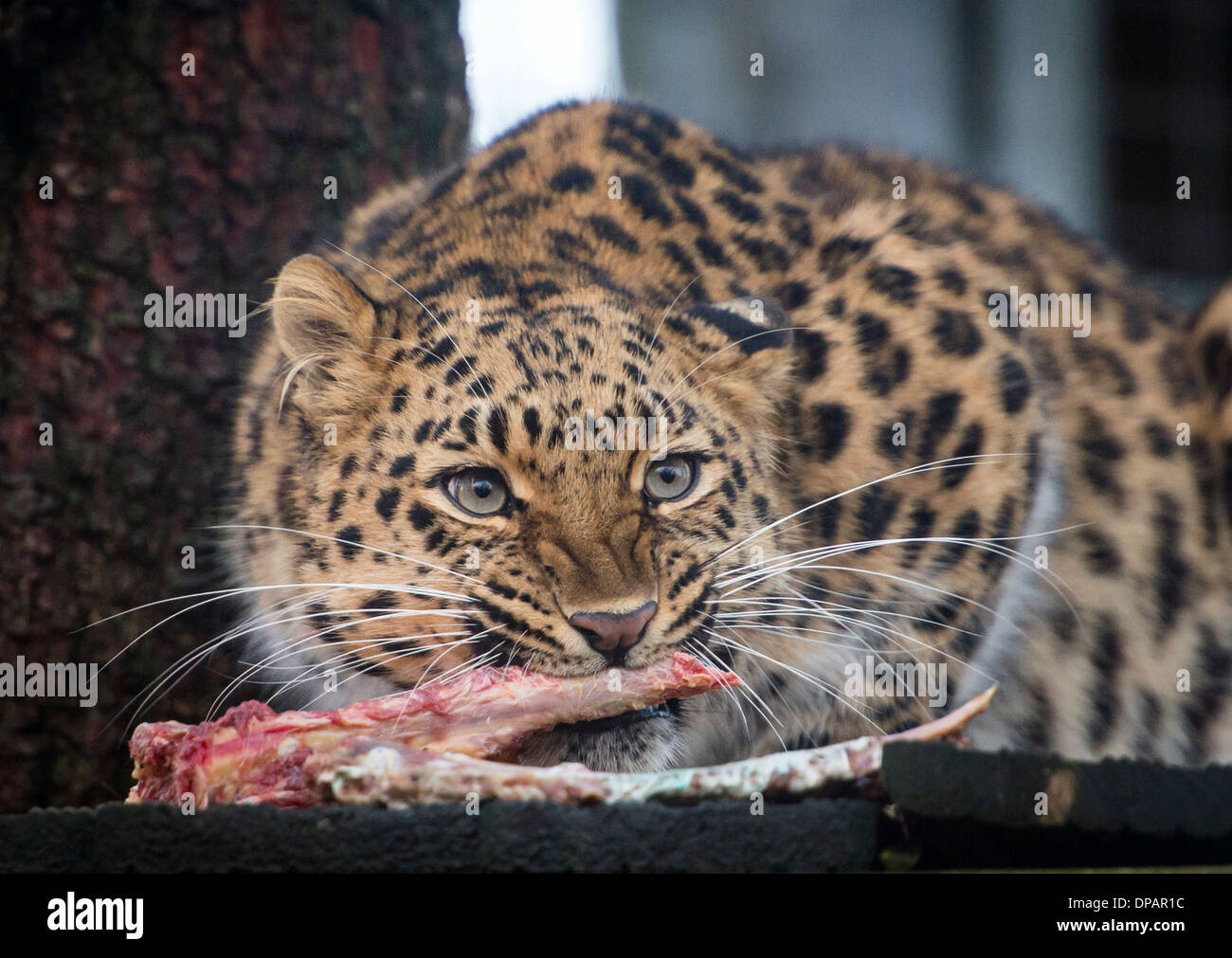 Leopard Eating Pig
