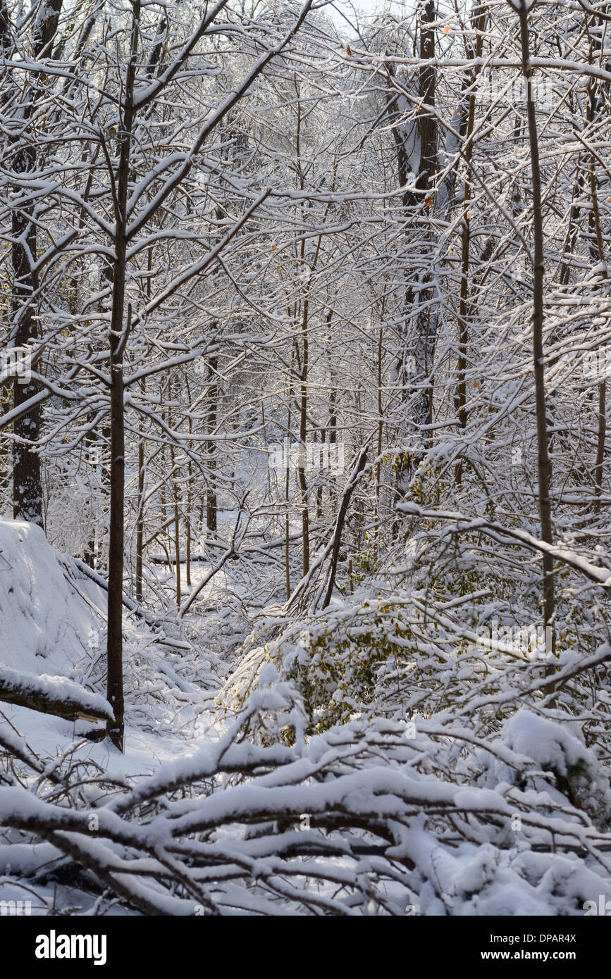 Tree limbs with snow hi-res stock photography and images - Alamy