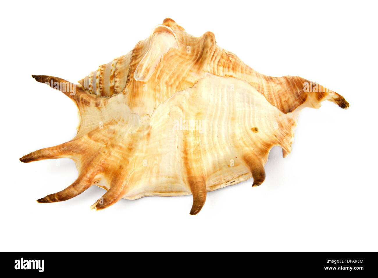 White mussel shells hi-res stock photography and images - Alamy