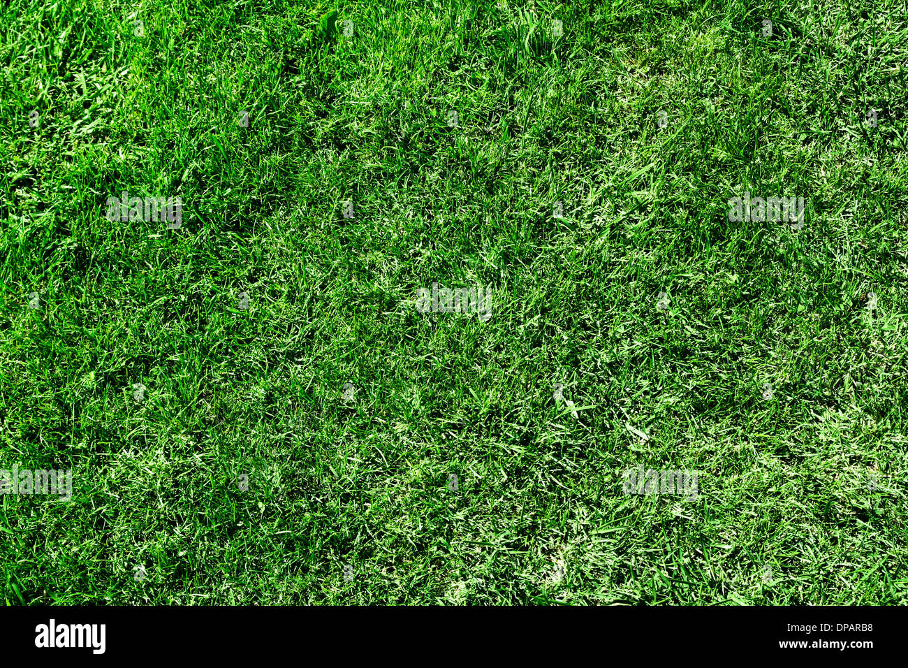 Ecological green grass texture. Pattern Stock Photo - Alamy
