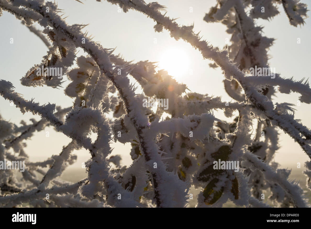 Hoar frost close up hi-res stock photography and images - Alamy