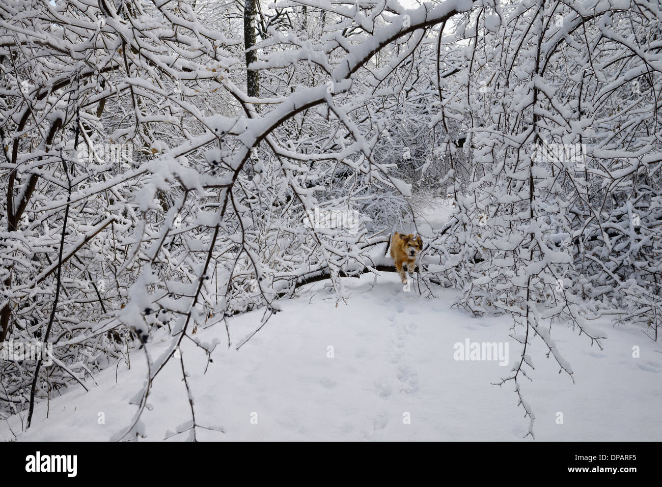 Dog jumping over fallen tree covered in ice and snow on forest path ...