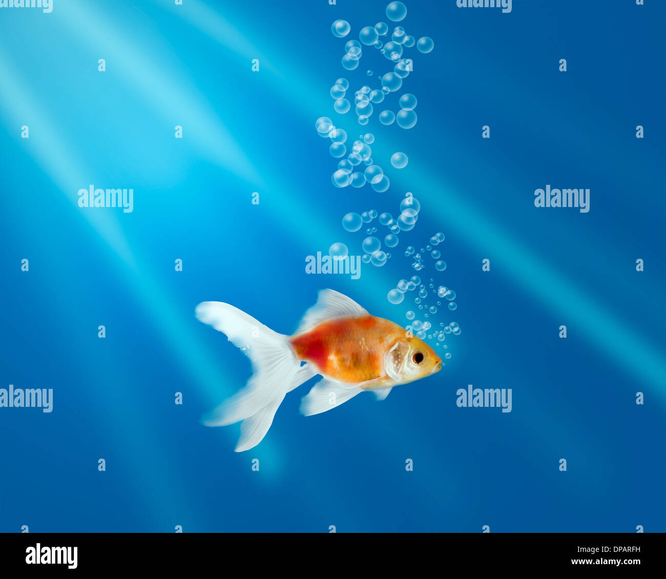 Gold fish in aquarium with water-bubbles and rays of light Stock Photo ...