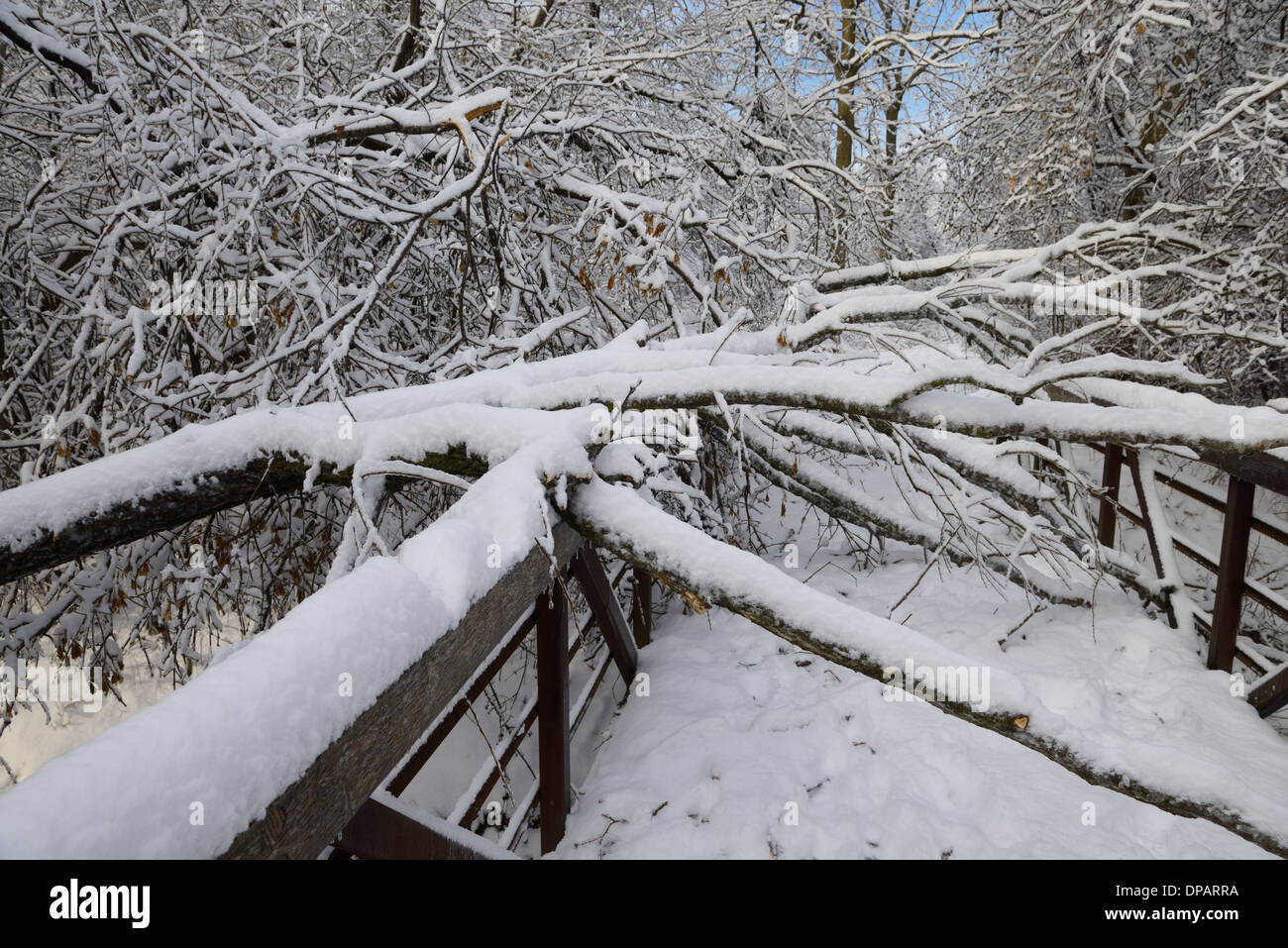 Large ice and snow covered tree crashed onto a bridge on a Park forest ...