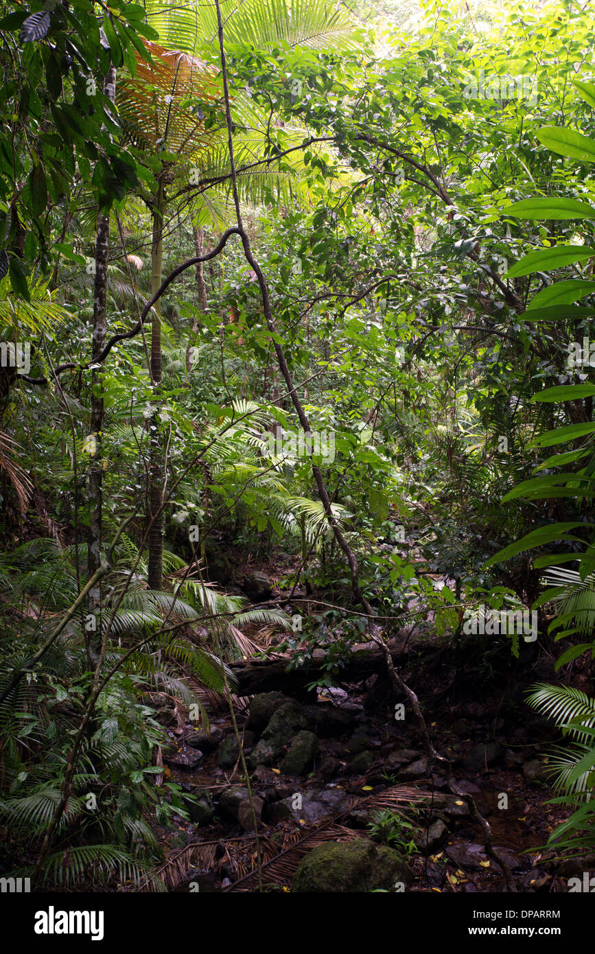 Buttress roots rainforest tree daintree hi-res stock photography and ...