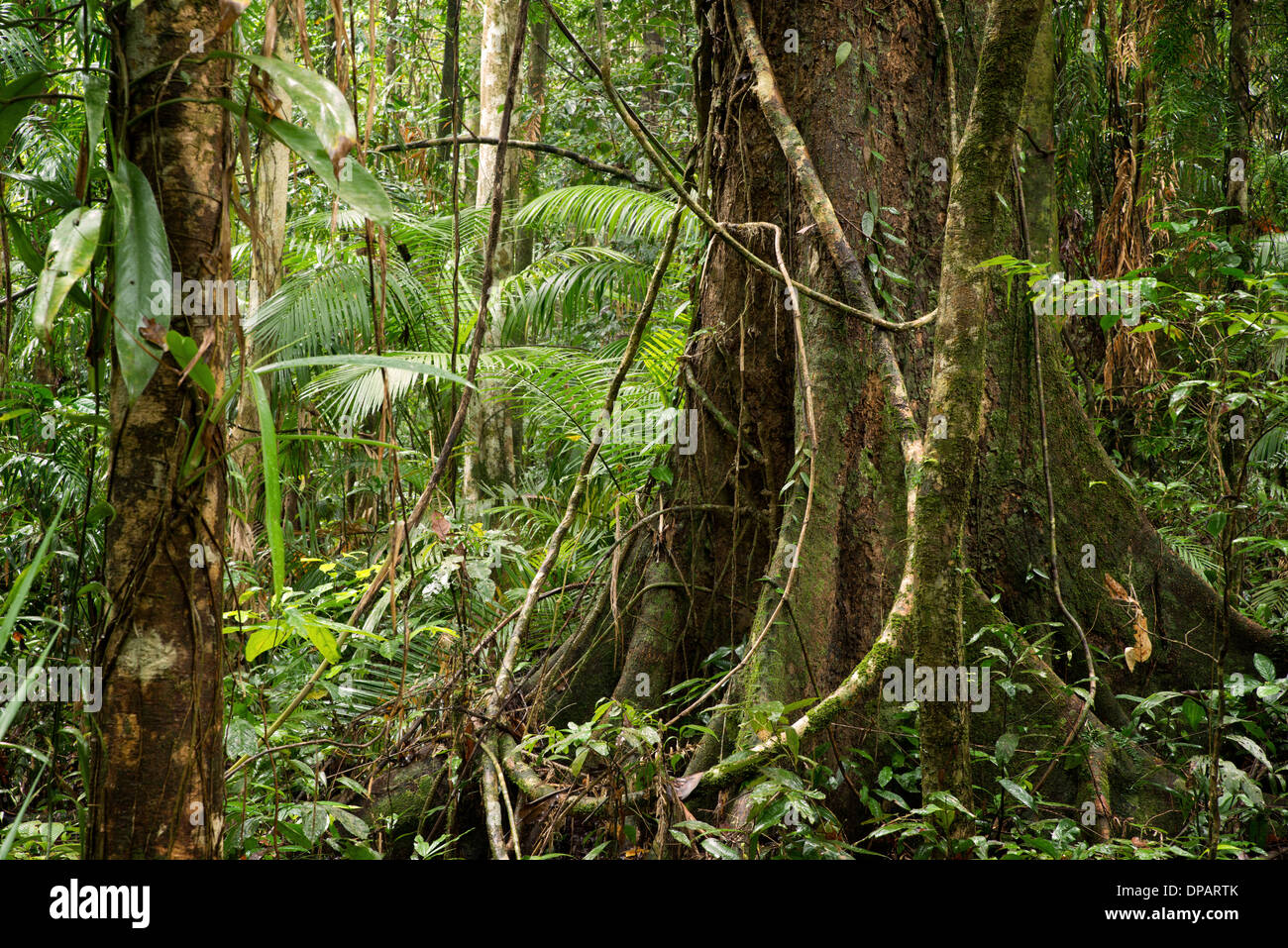 Buttress roots rainforest tree daintree hi-res stock photography and ...