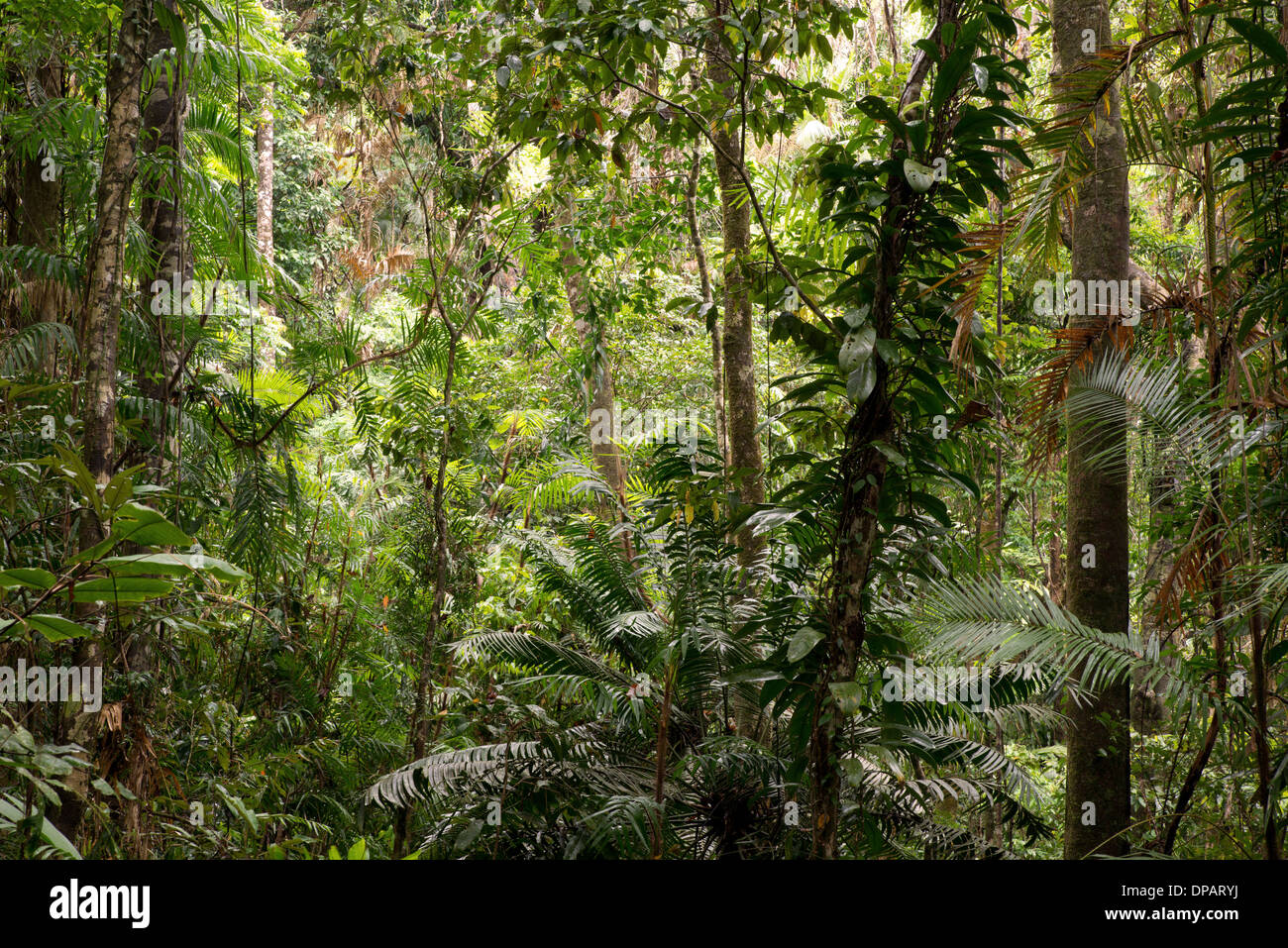 Buttress roots rainforest tree daintree hi-res stock photography and ...