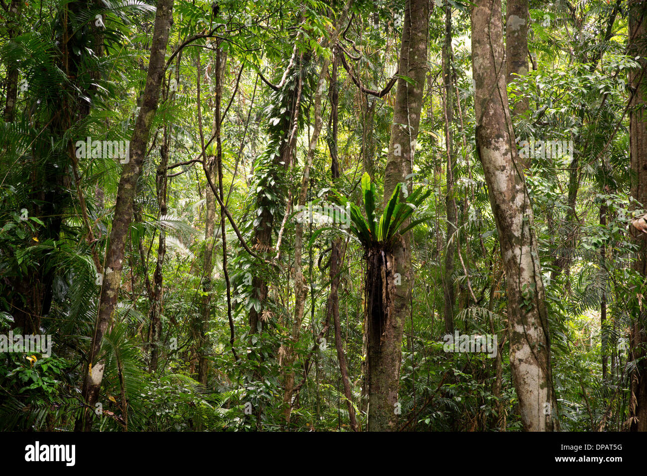 Amazon rainforest interior view hi-res stock photography and images - Alamy