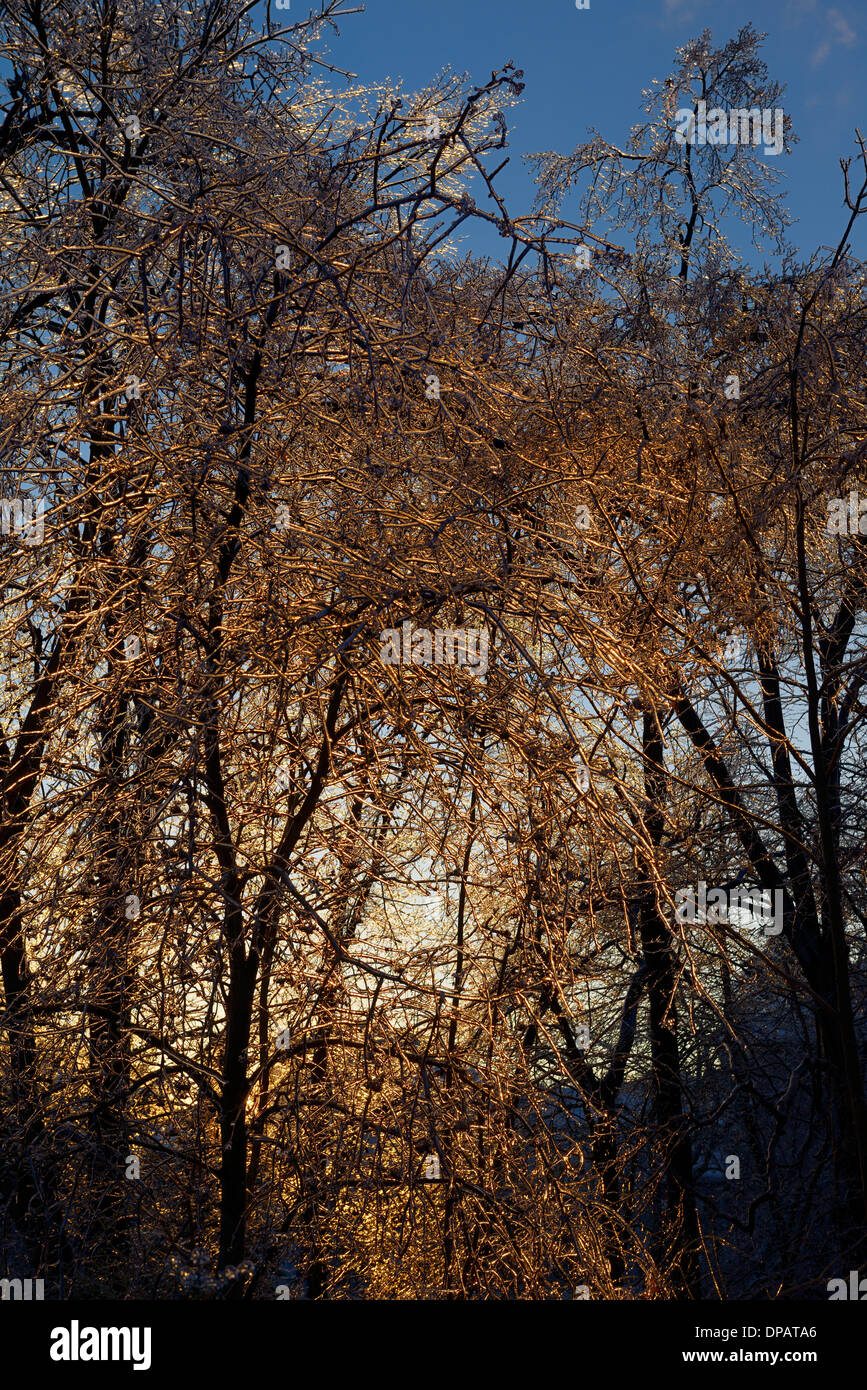 Thick ice covering trees after a freezing rain ice storm in Toronto ...