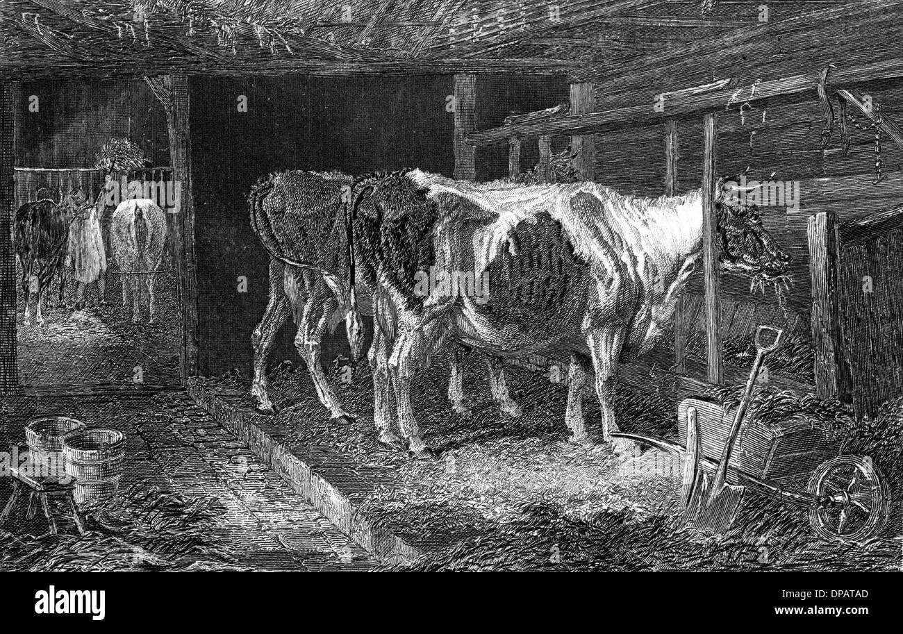 COW HOUSE, CA 1840 Stock Photo - Alamy