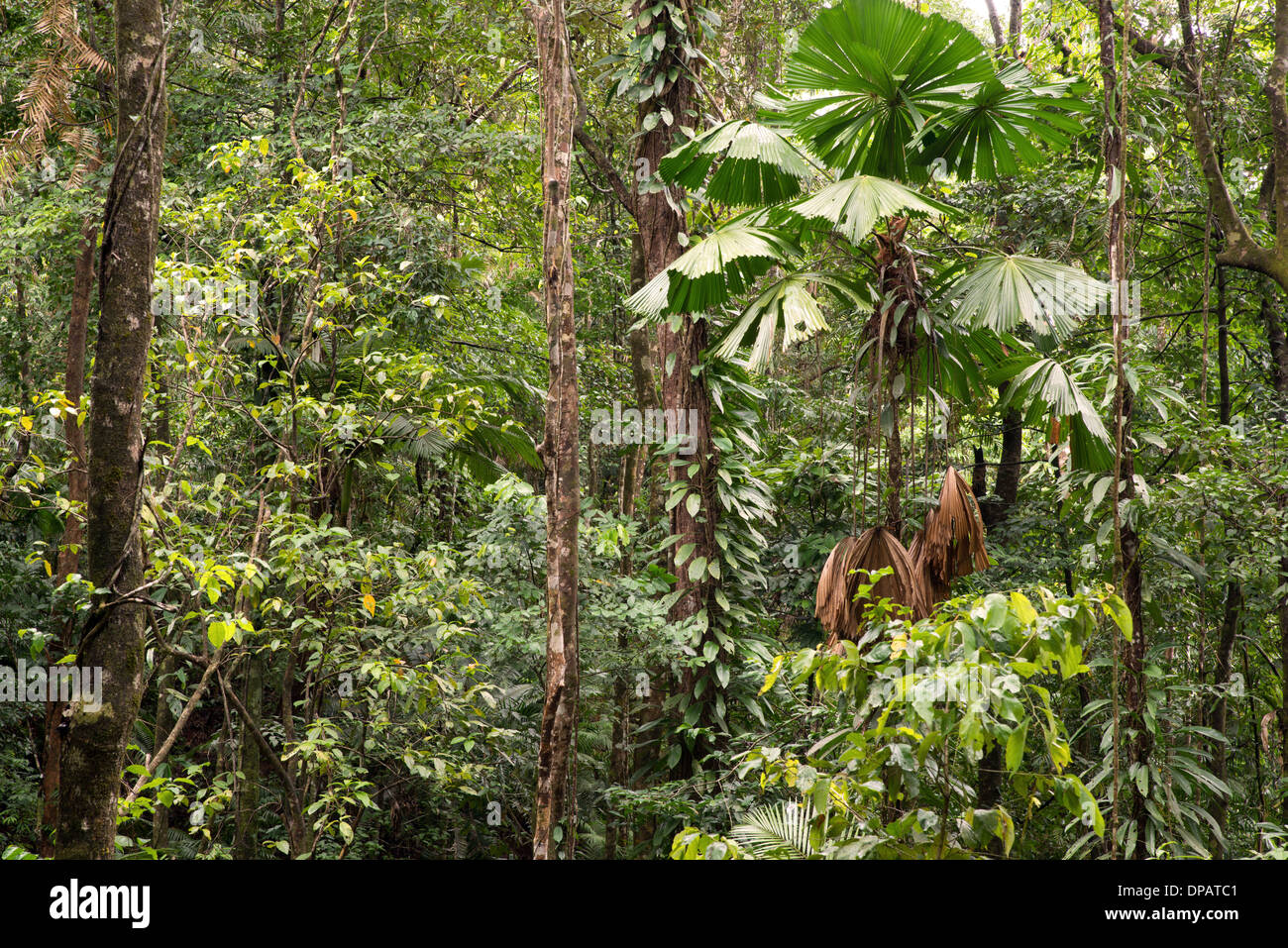 Buttress roots rainforest tree daintree hi-res stock photography and ...
