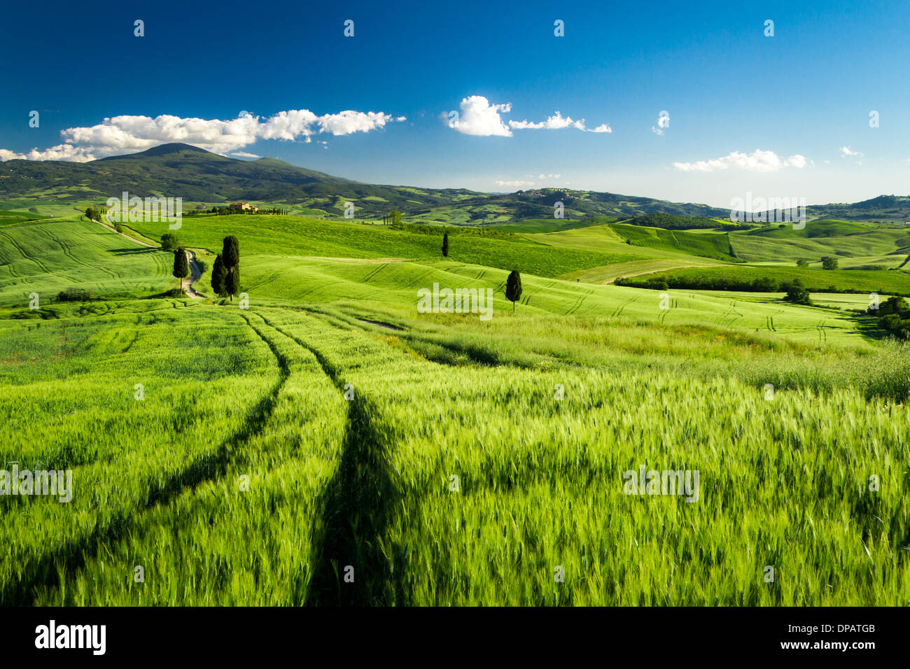 Green fields of wheat in Tuscany, Italy Stock Photo - Alamy