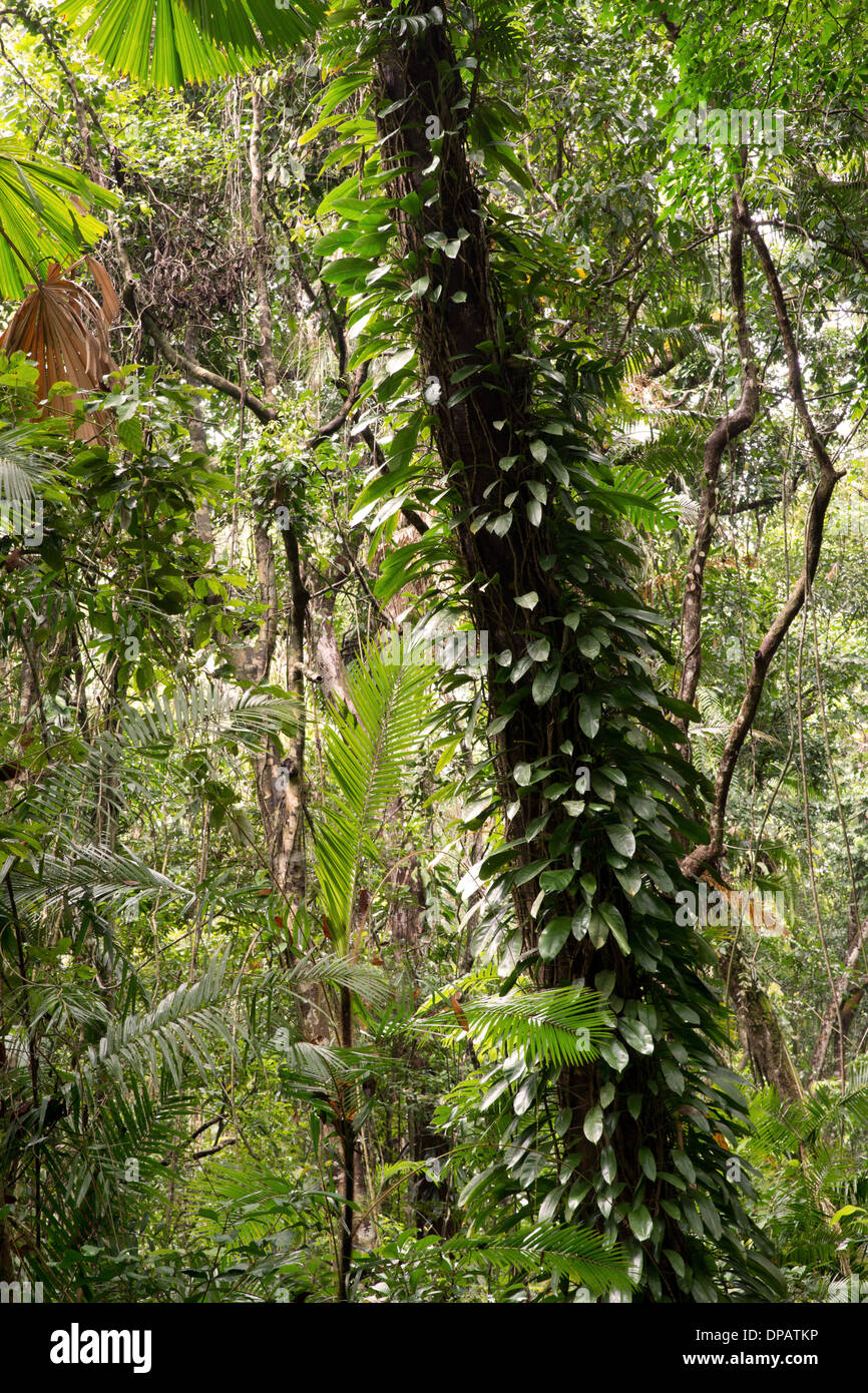Buttress roots rainforest tree daintree hi-res stock photography and ...