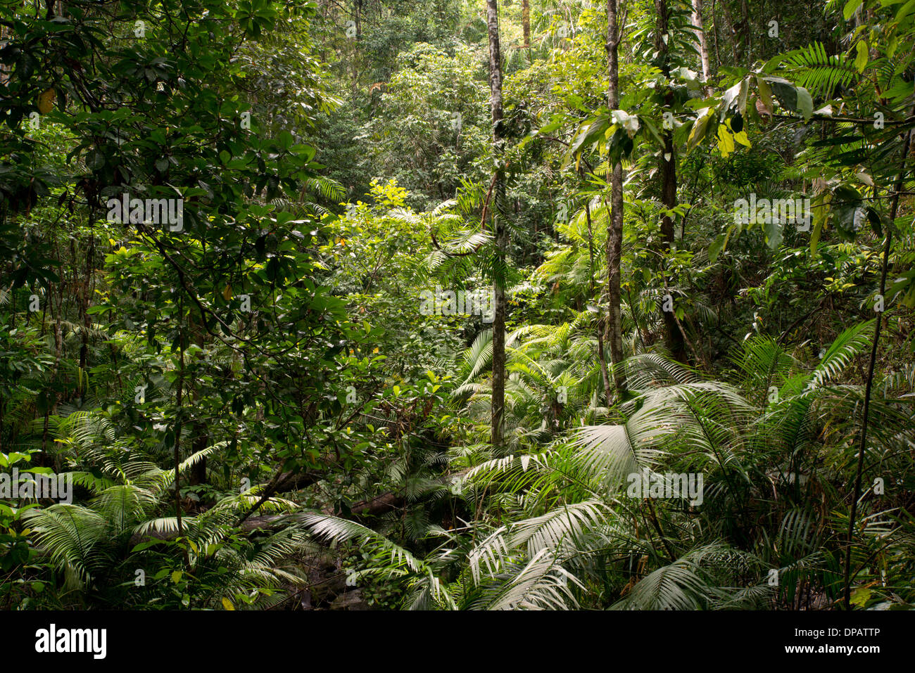 Daintree National Park, Queensland, Australia Stock Photo - Alamy